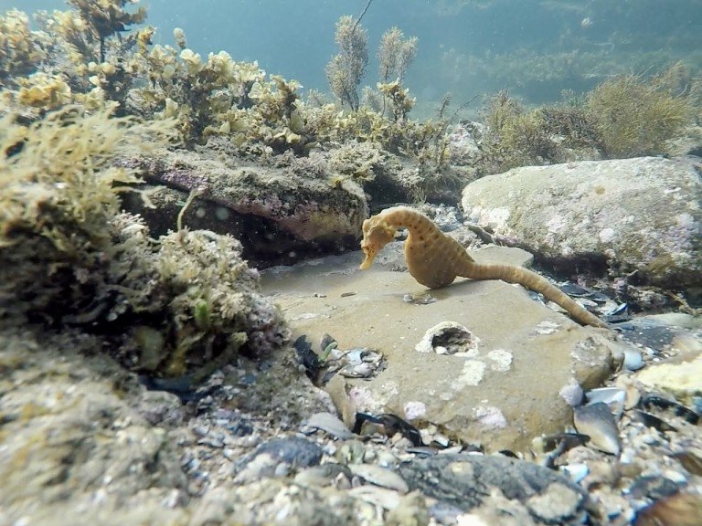 Ricketts Point Marine Sanctuary, Beaumaris - Eco Explorers