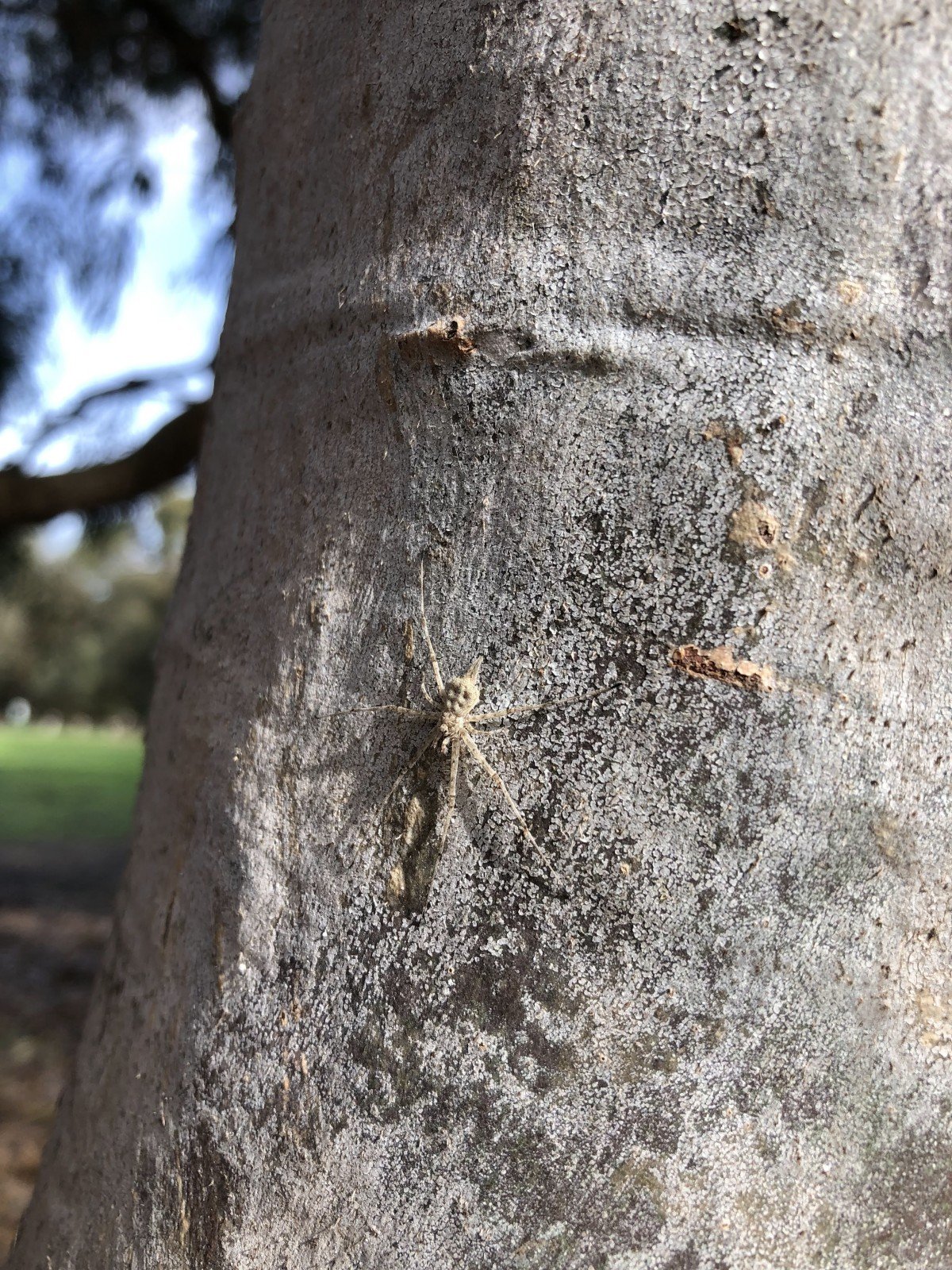 Braeside Park, Braeside - Eco Explorers