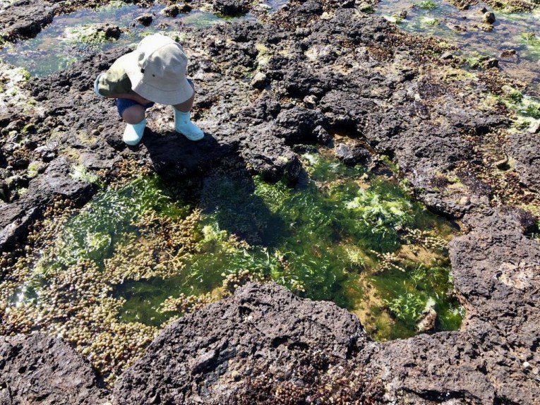 Ricketts Point Marine Sanctuary, Beaumaris - Eco Explorers