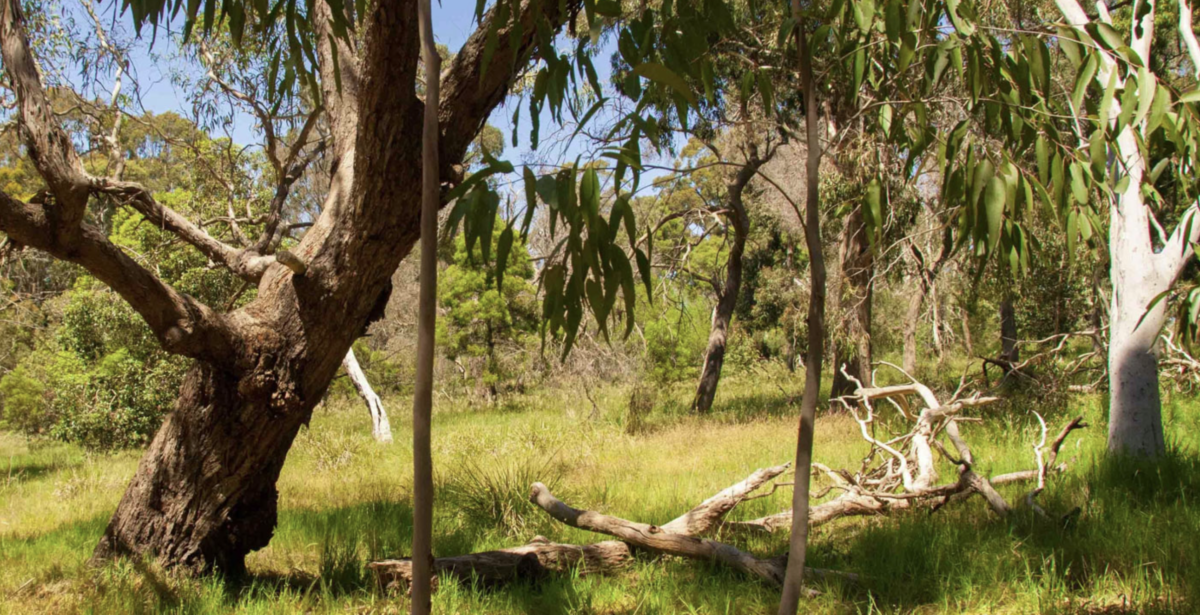 Wattle Park, Burwood - Eco Explorers