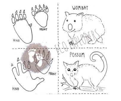 Australian Animal Track Cards - Eco Explorers