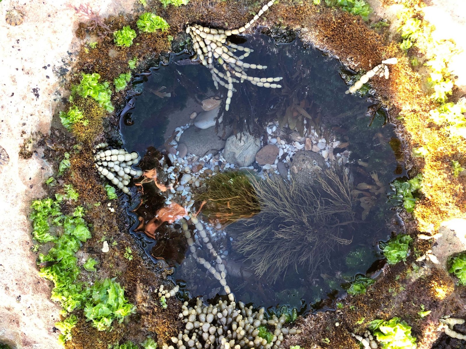 12 Amazing Rock Pools to Visit in Victoria - Eco Explorers