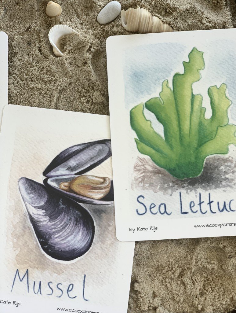 Rock Pool Ramble ID Cards (24) - Eco Explorers