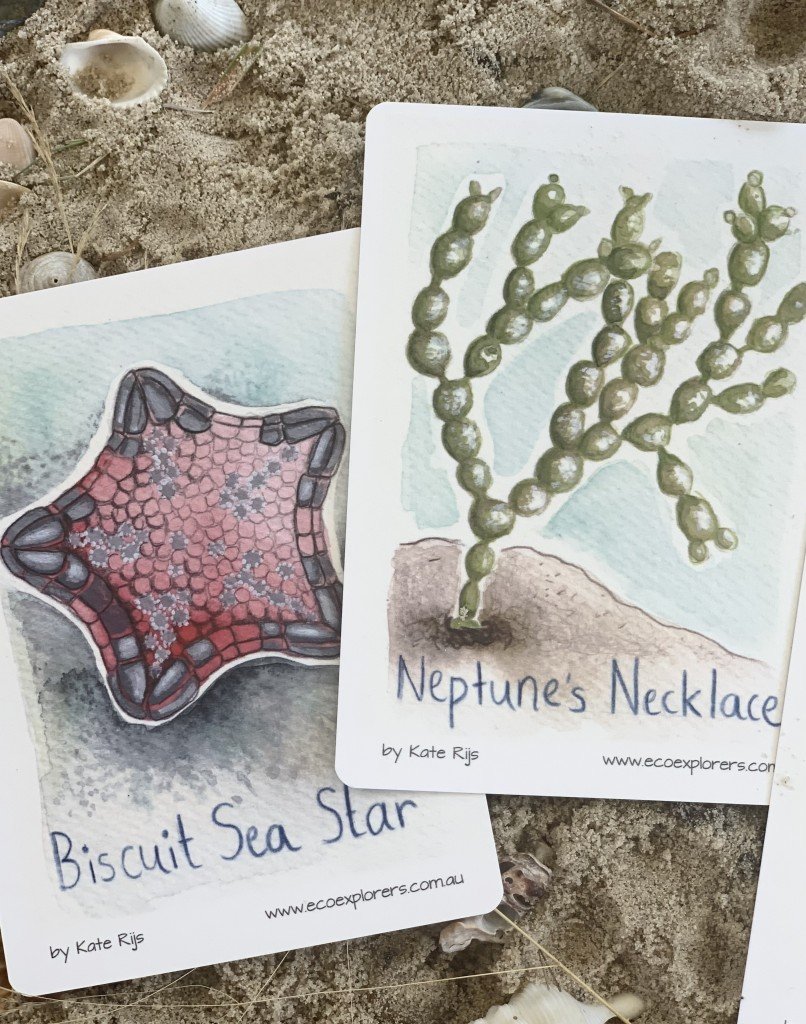 Rock Pool Ramble ID Cards (24) - Eco Explorers