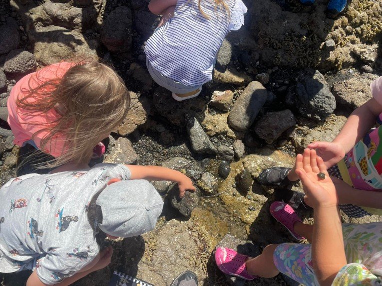 Rockpooling Guide: everything you need to know - Eco Explorers