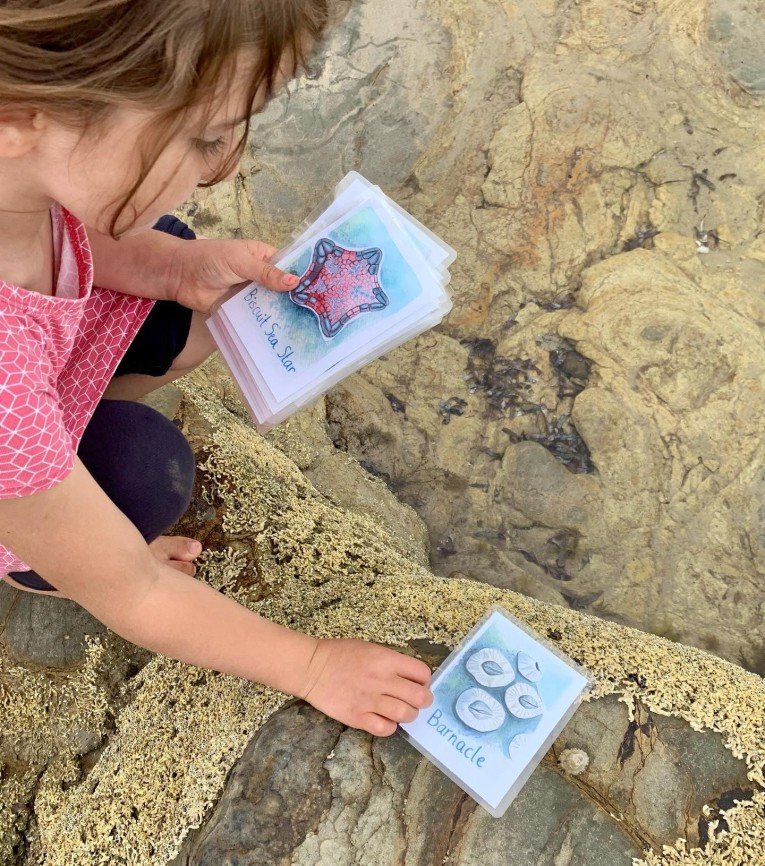 Rockpooling Guide: everything you need to know - Eco Explorers